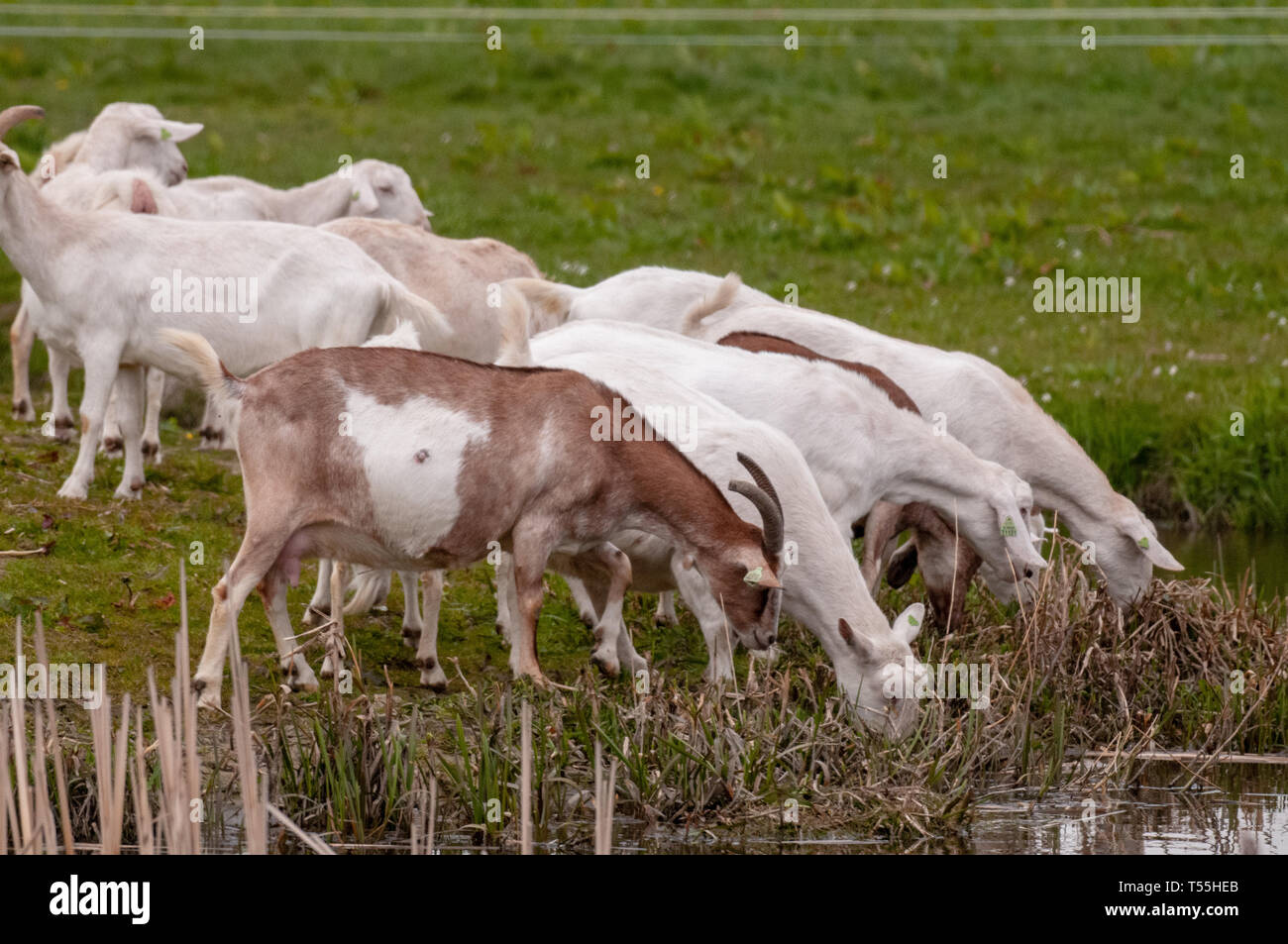 A group of white goats Stock Photo - Alamy