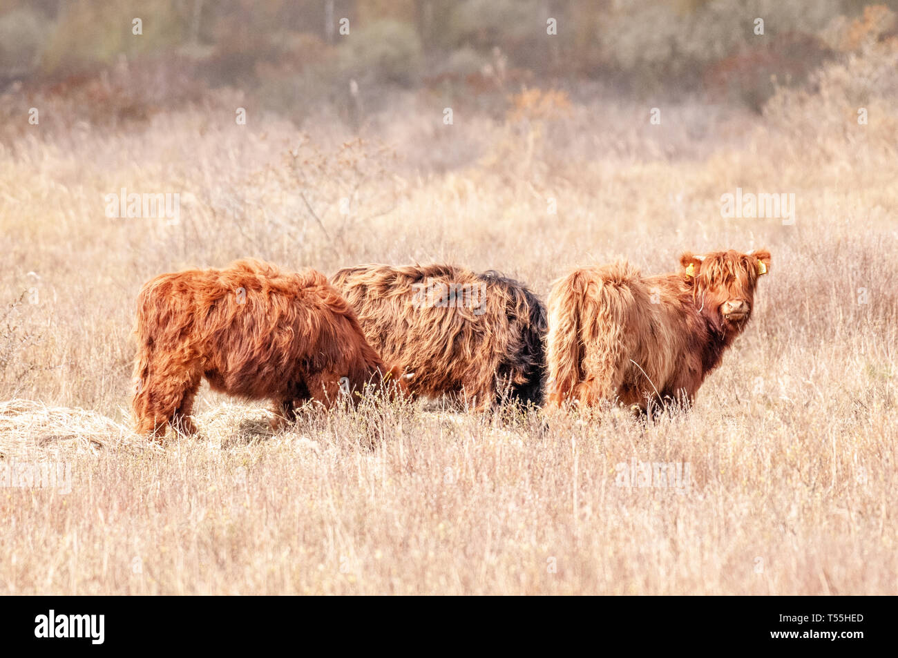 Highland cow running scotland hi-res stock photography and images - Alamy