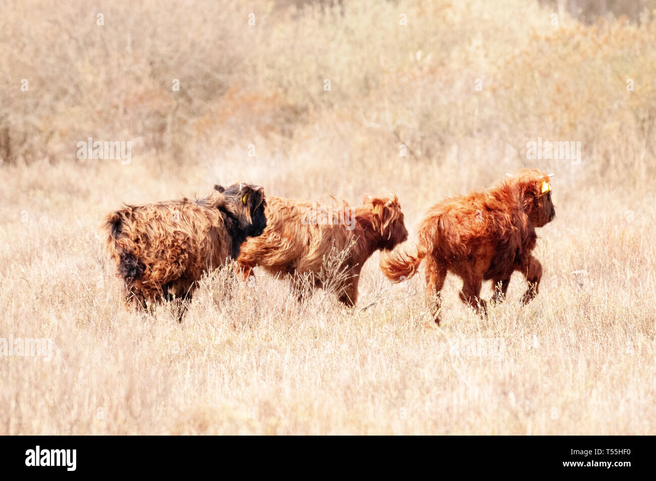Three Running Scottish Highland Cows Stock Photo - Alamy