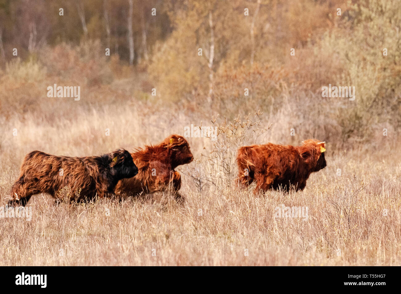 Three Running Scottish Highland Cows Stock Photo - Alamy