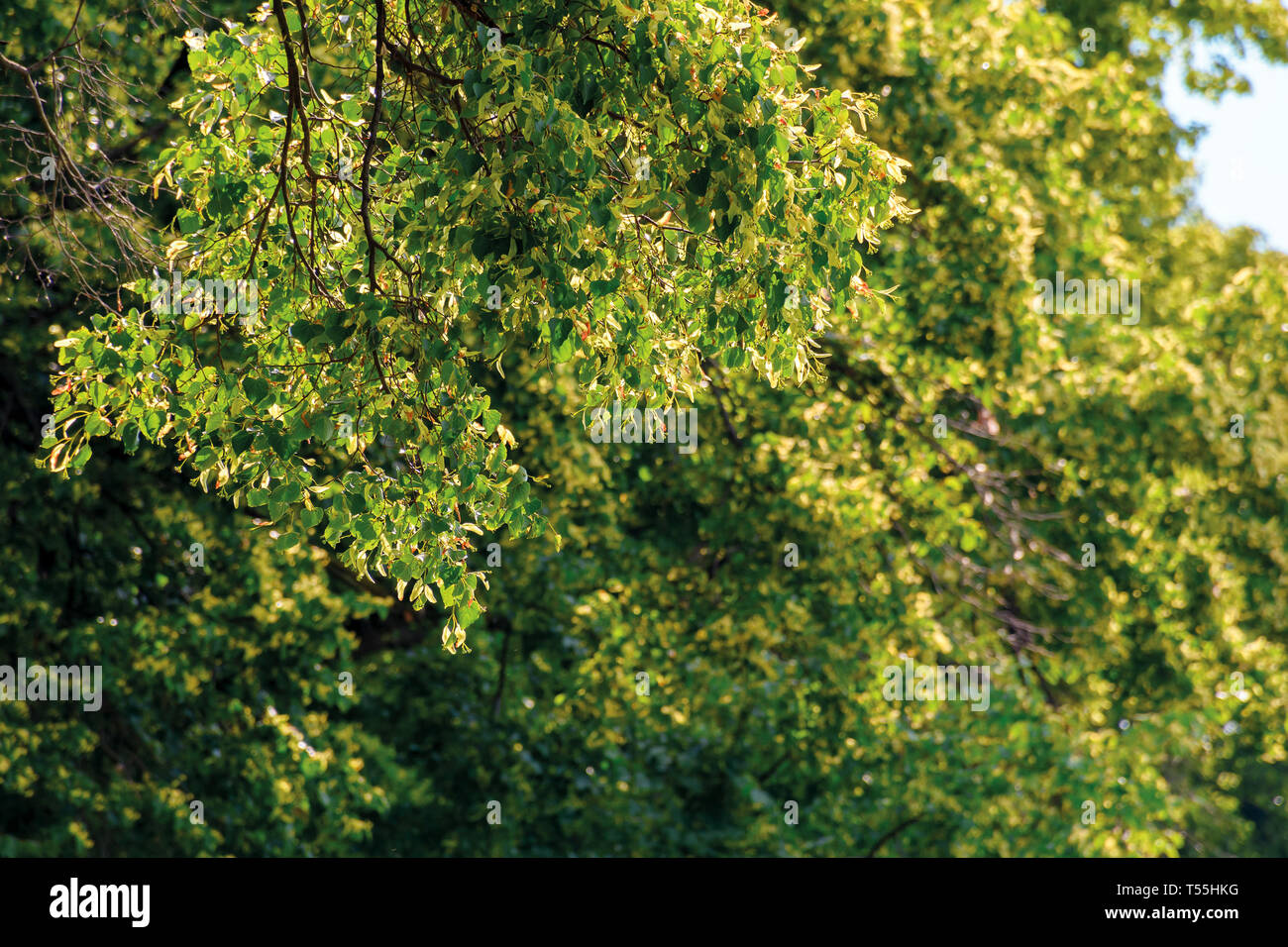 branches of linden tree in blossom. beautiful summer nature scenery ...