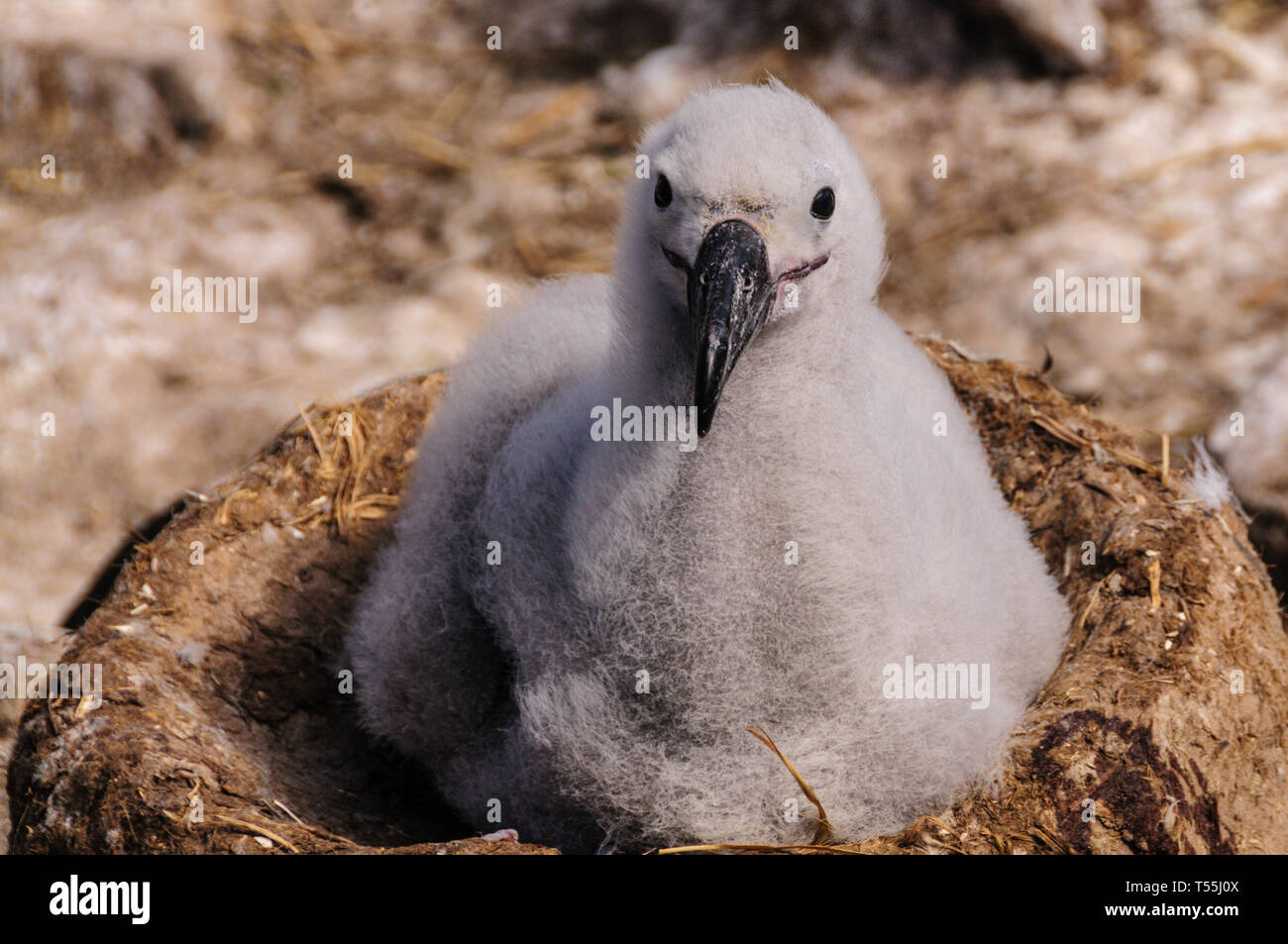 Cute Albatross Chick Stock Photo - Alamy