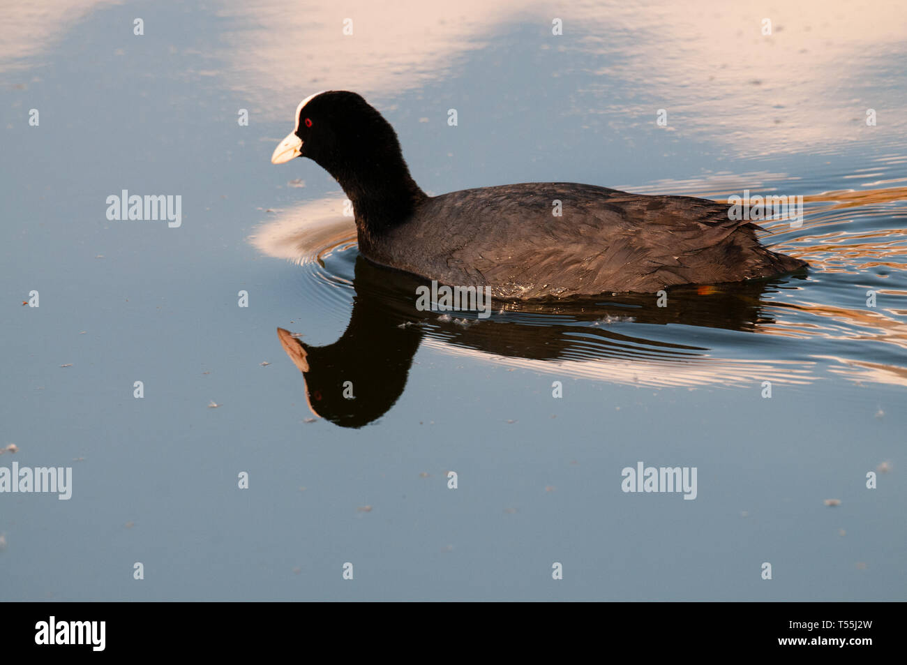 Bedfont country park hi-res stock photography and images - Alamy