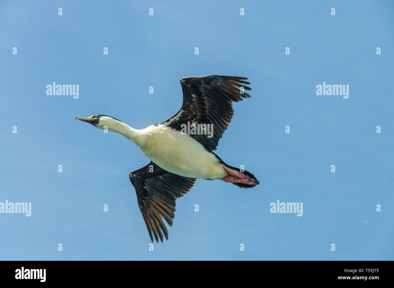 Antarctic shag flying hi-res stock photography and images - Alamy