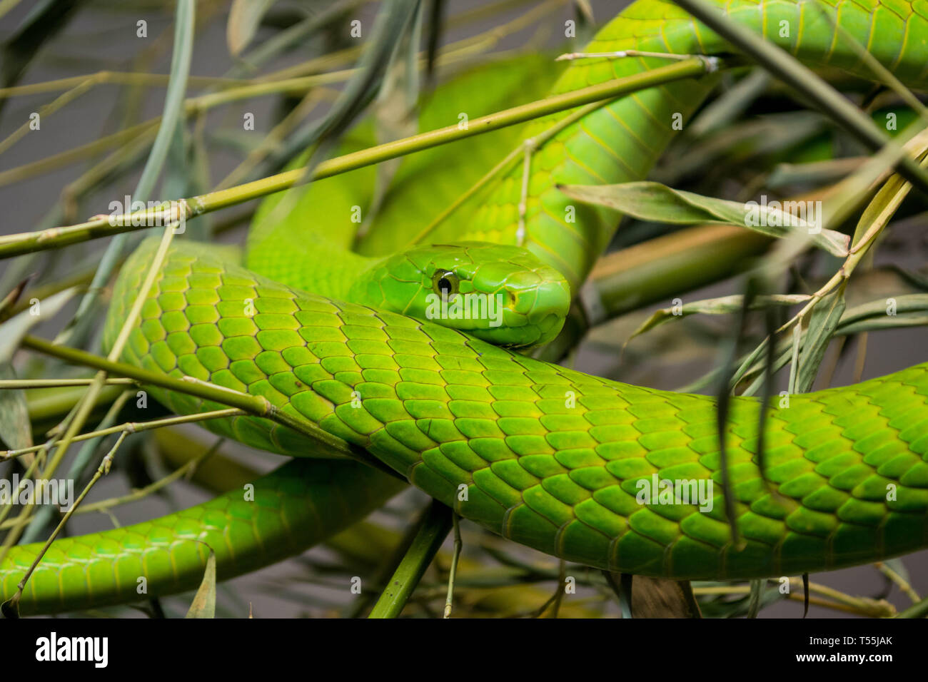 Eastern green mamba Stock Photo - Alamy