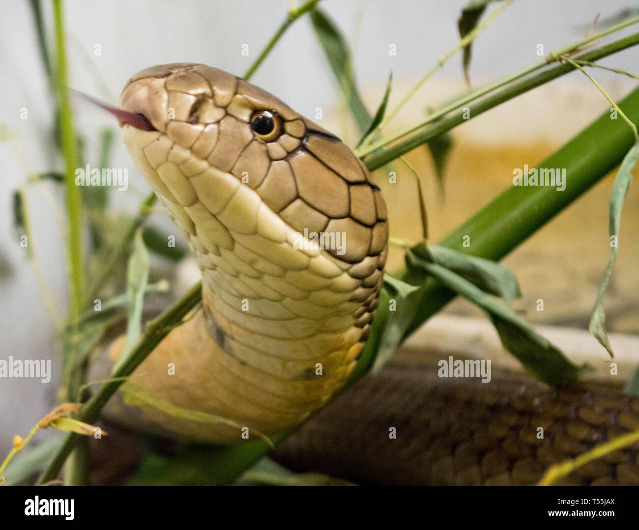 OPHIOPHAGUS HANNAH, King Cobra Stock Photo - Alamy