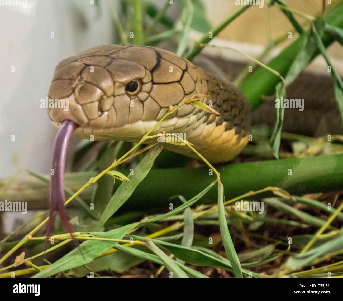 OPHIOPHAGUS HANNAH, King Cobra Stock Photo - Alamy