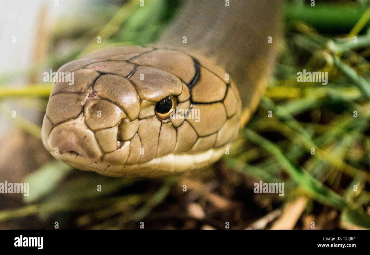 OPHIOPHAGUS HANNAH, King Cobra Stock Photo - Alamy