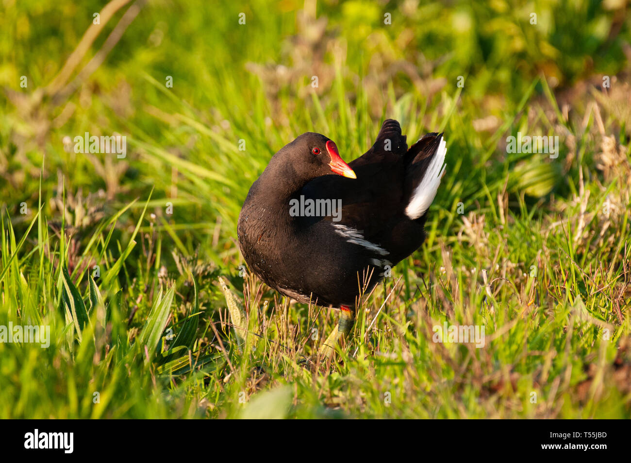 Common moorhen scientific name hi-res stock photography and images - Alamy