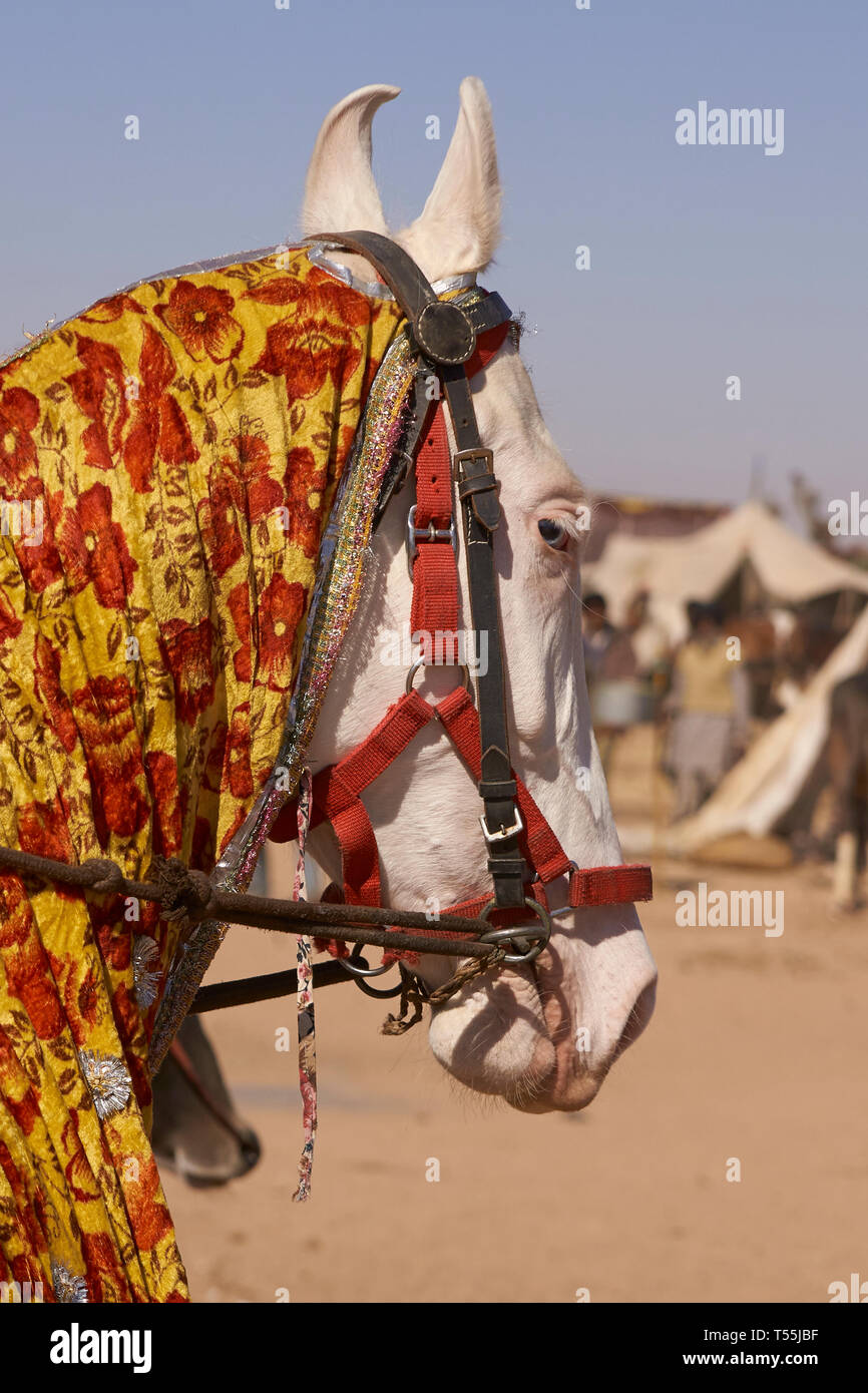 White Marwari stallion covered with colourful fabric around at the ...