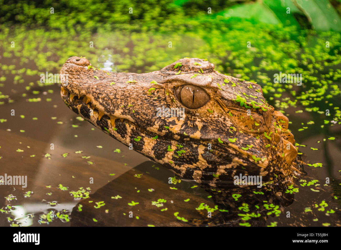 Cuvier's dwarf caiman, Paleosuchus palpebrosus Stock Photo - Alamy