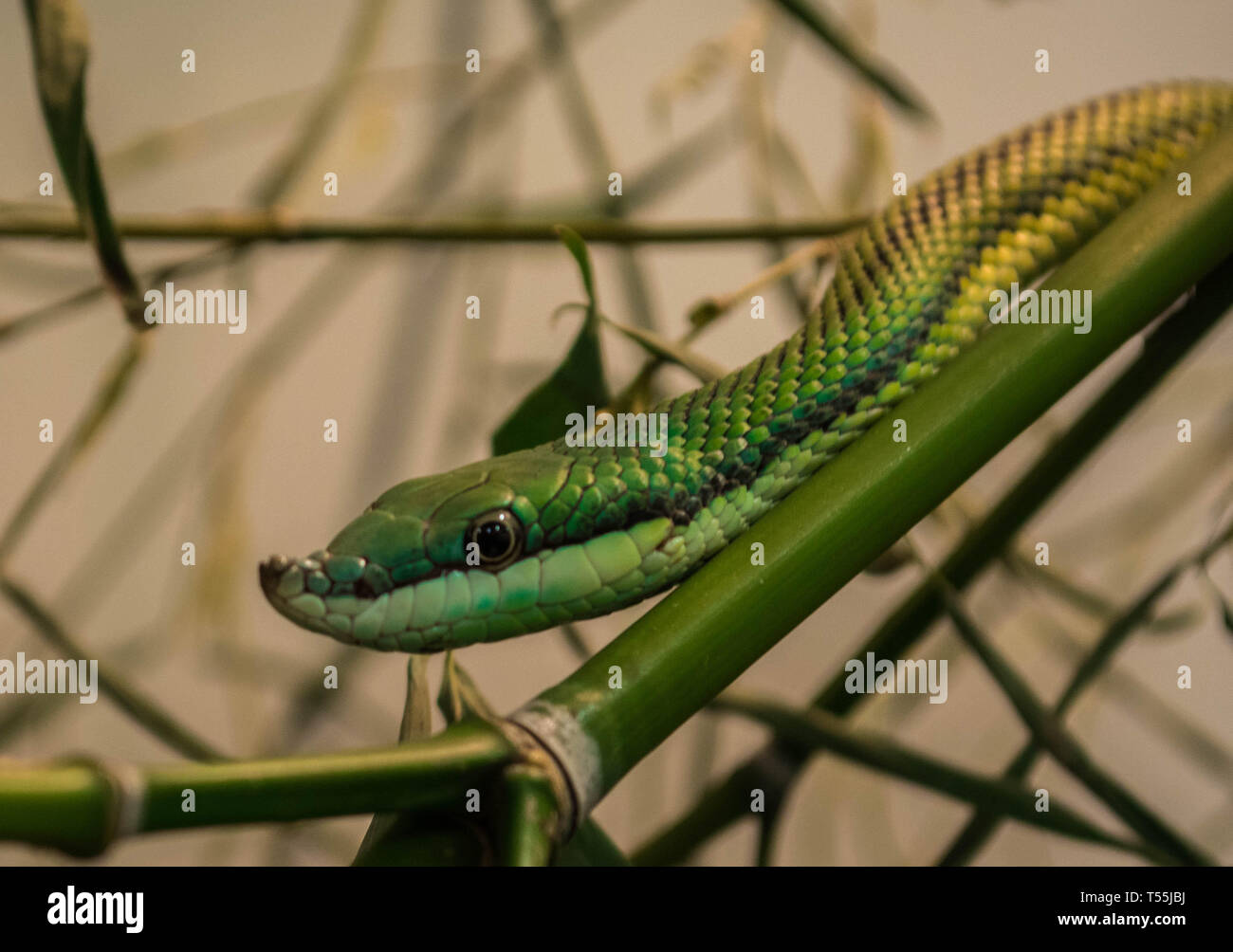 Baron's Green Racer Snake Stock Photo - Alamy