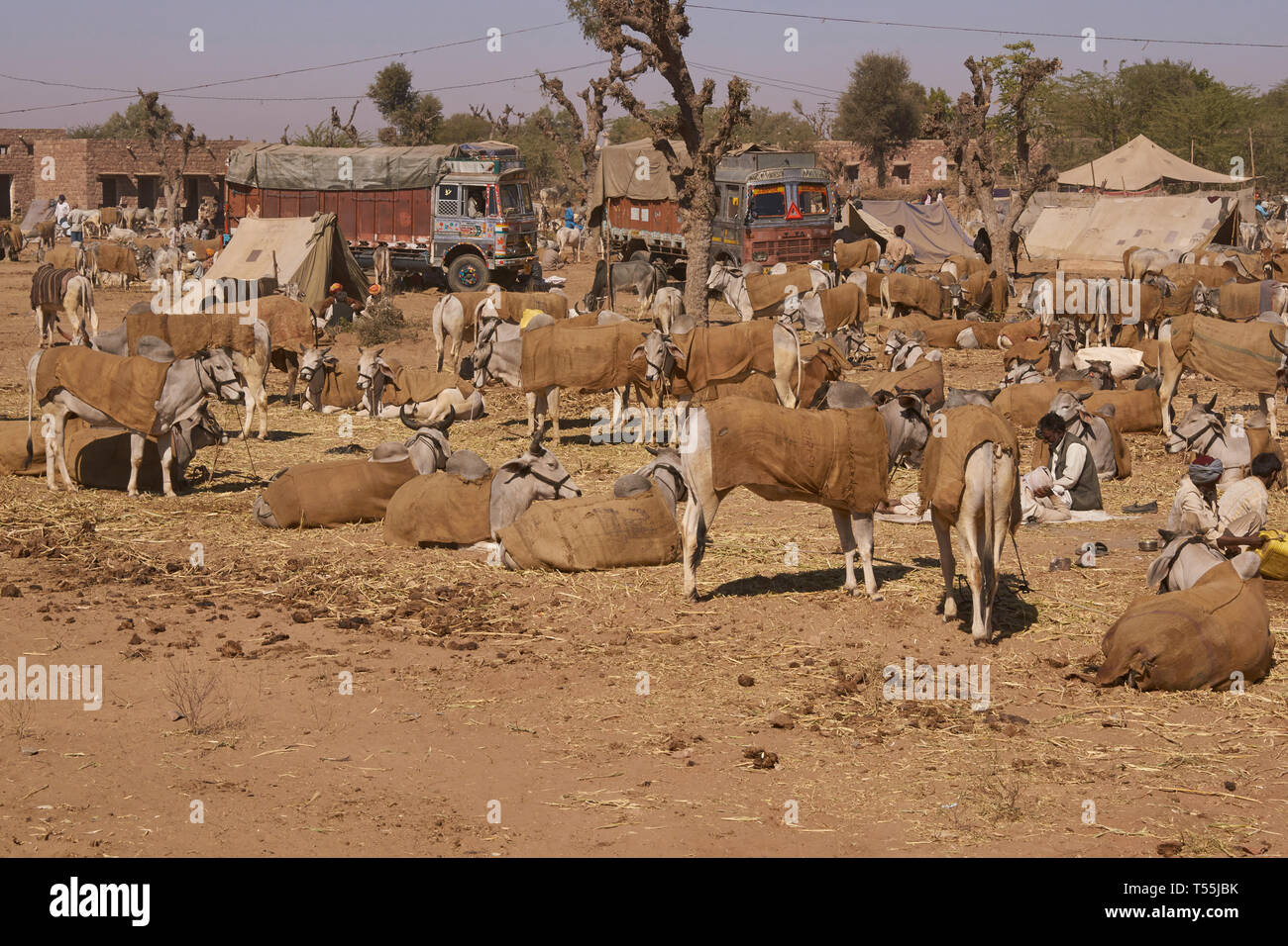 Cattle tethered in rows at the annual livestock festival in Nagaur ...