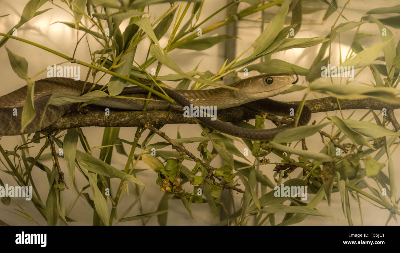 Black mamba snake africa hi-res stock photography and images - Alamy