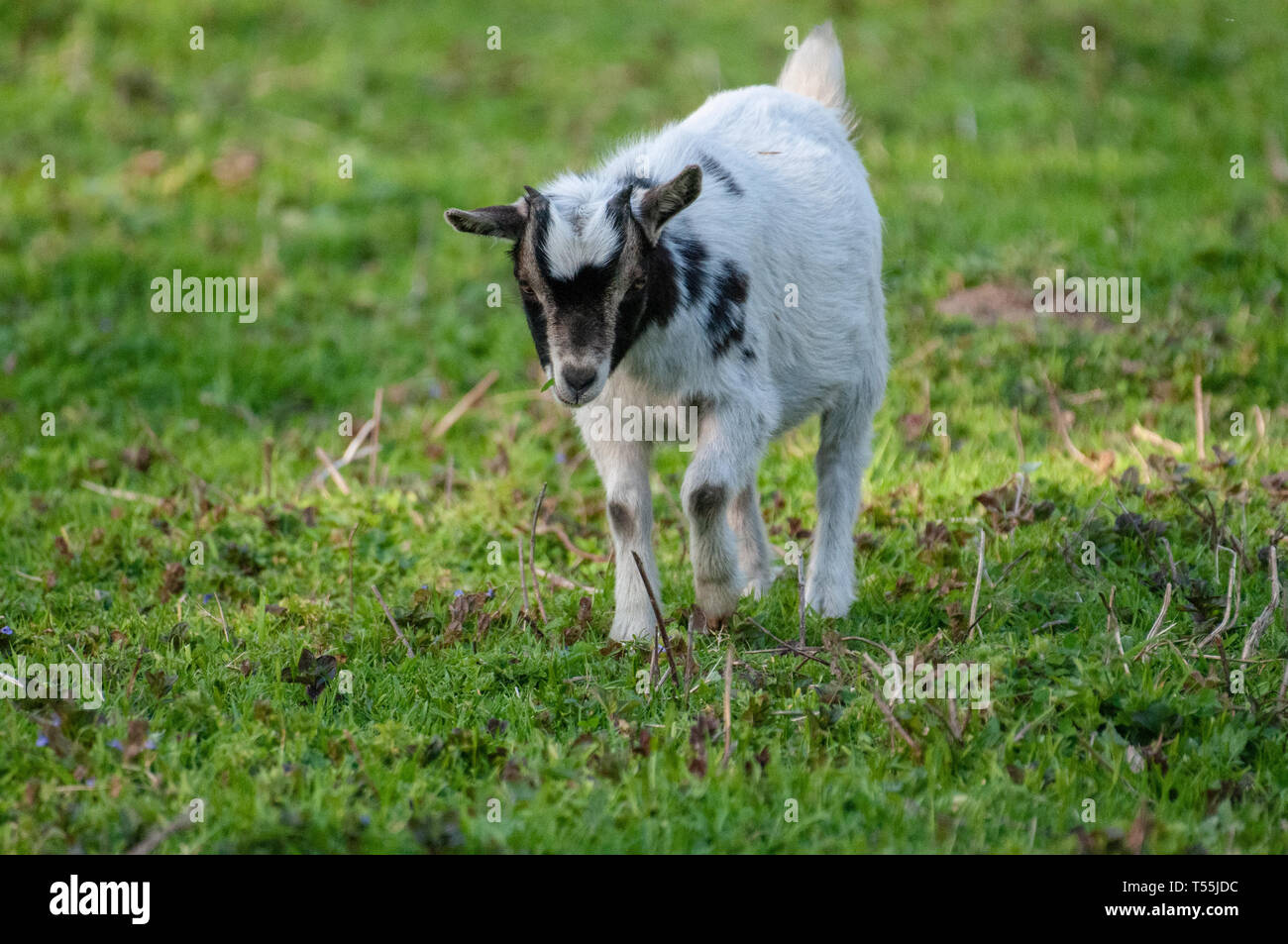 Goat beetle hi-res stock photography and images - Alamy