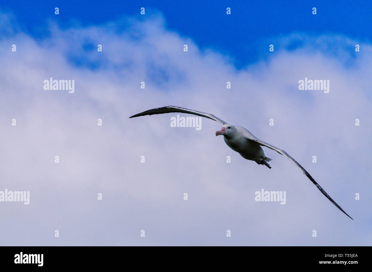 Wandering albatross in flight prion hi-res stock photography and images ...