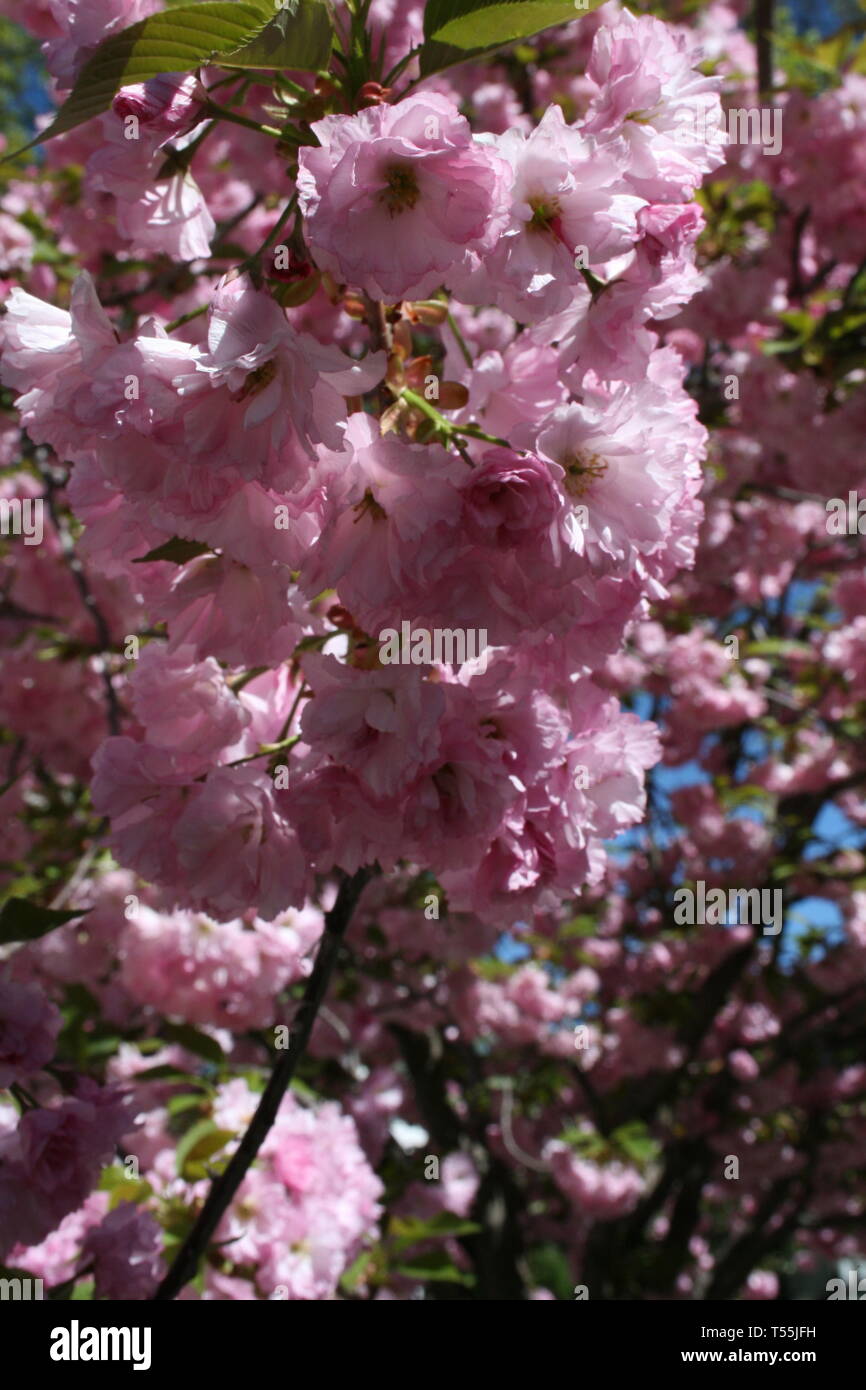 Fluffy blooms hi-res stock photography and images - Alamy