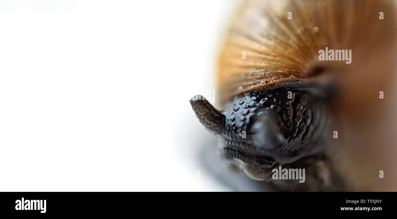 Close up of a leech hi-res stock photography and images - Alamy