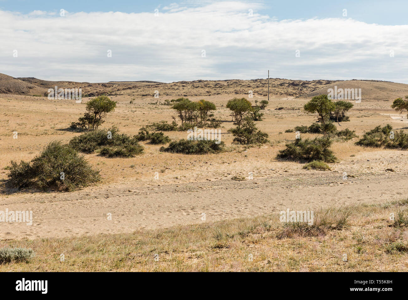 Gobi desert, green trees in the desert, beautiful landscape, Mongolia ...