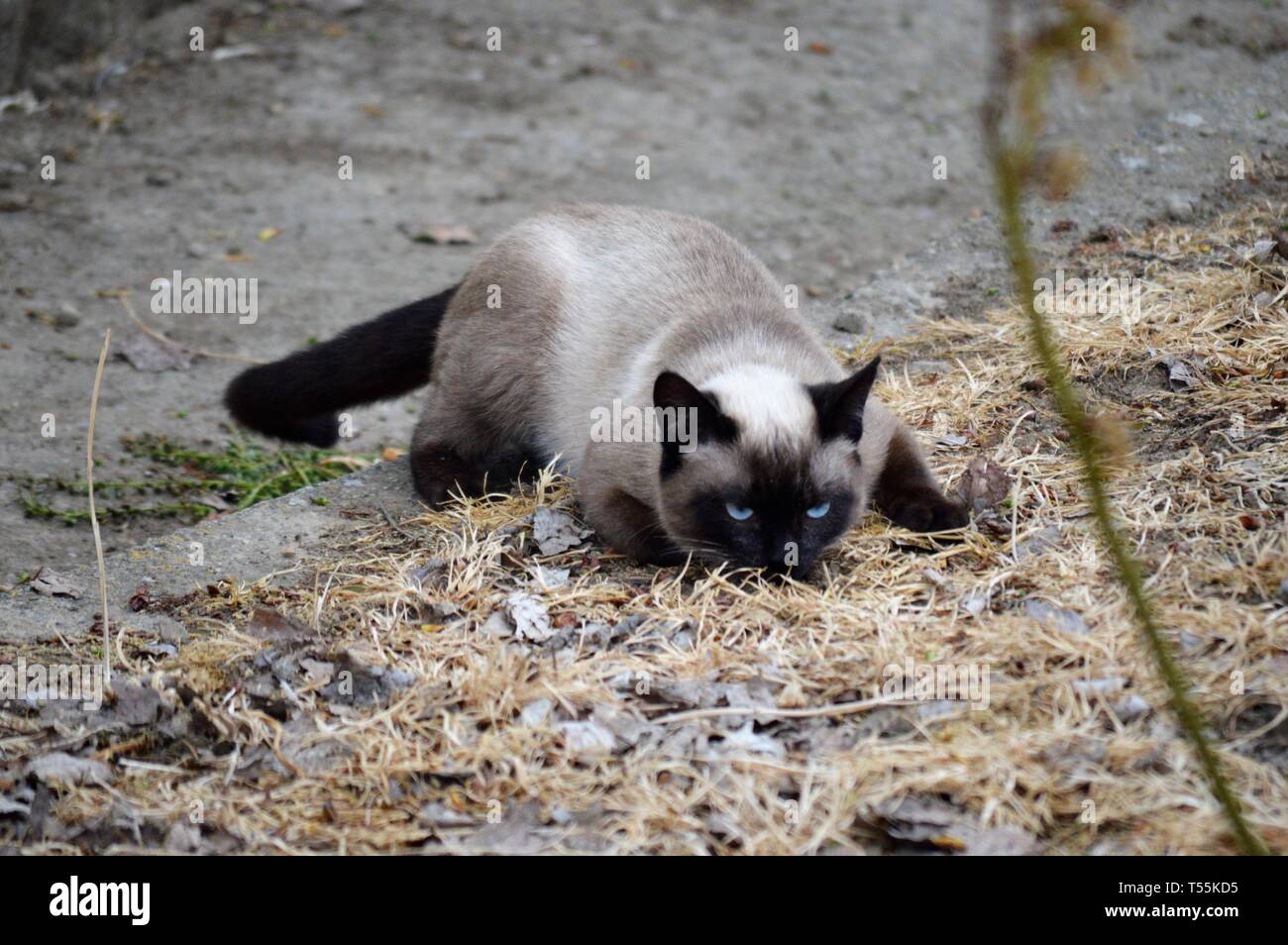 Animals and nature in Spain Stock Photo - Alamy