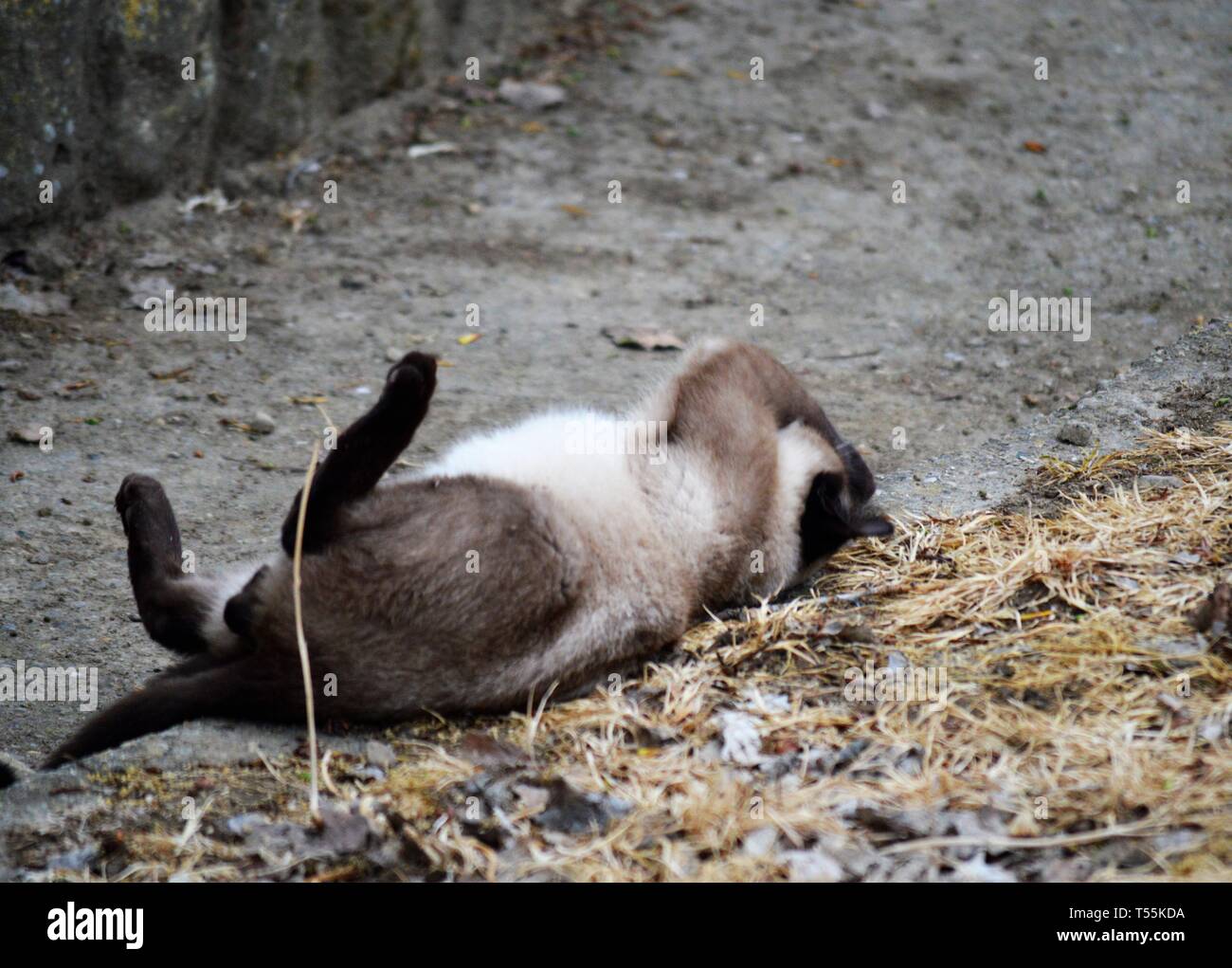 Animals and nature in Spain Stock Photo - Alamy