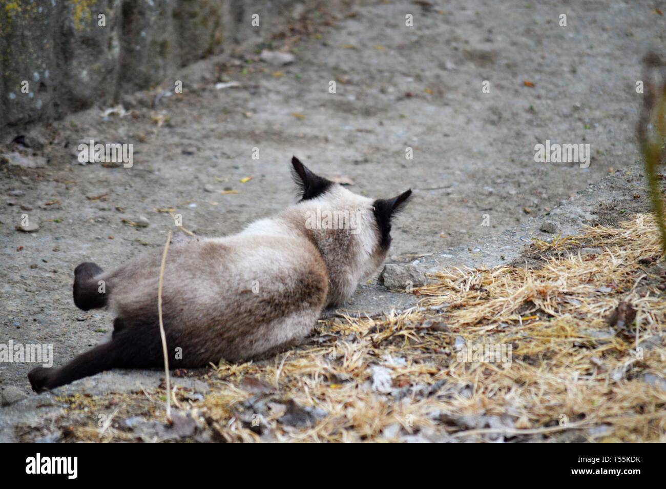 Animals and nature in Spain Stock Photo - Alamy