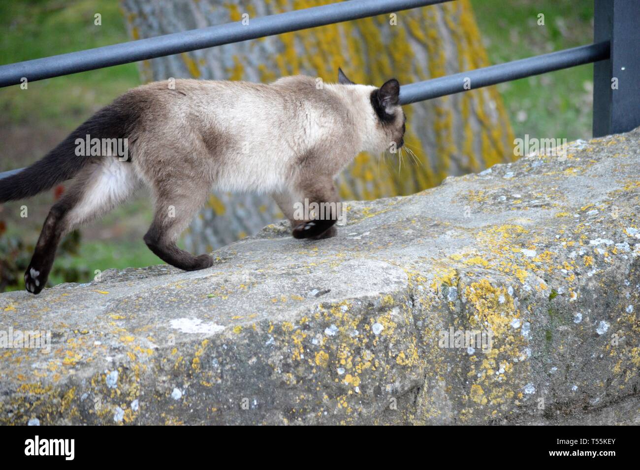 Animals and nature in Spain Stock Photo - Alamy