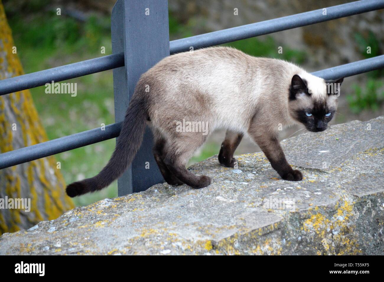 Animals and nature in Spain Stock Photo - Alamy