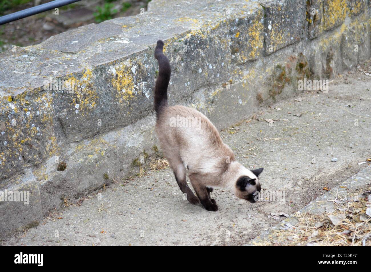 Animals and nature in Spain Stock Photo - Alamy