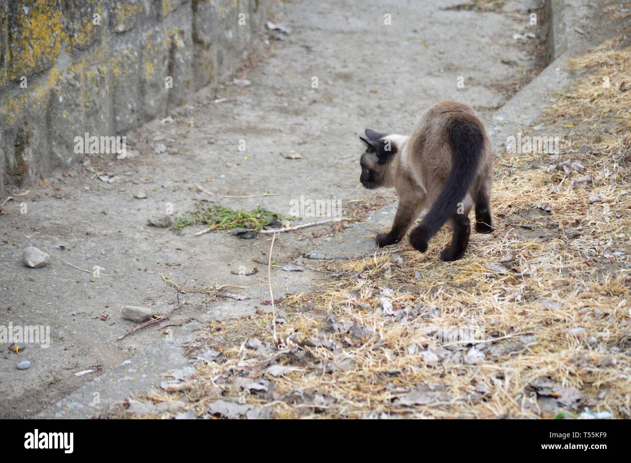 Animals and nature in Spain Stock Photo - Alamy