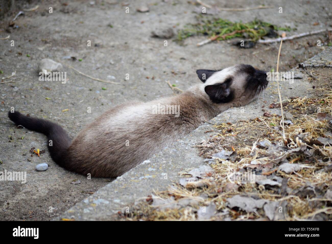 Animals and nature in Spain Stock Photo - Alamy