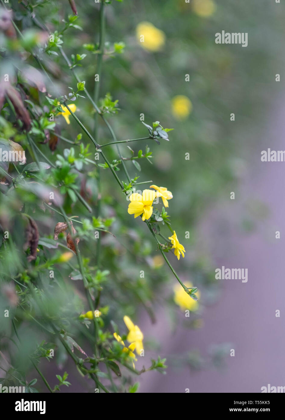 Celandine flower, The one of the medicine flower is growing on the edge ...