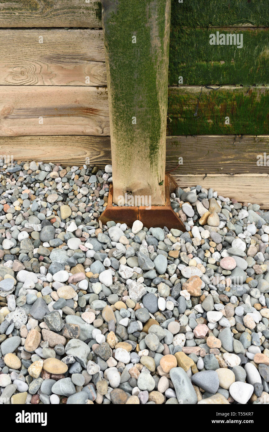 Wooden pile of groyne with algae hi-res stock photography and images ...