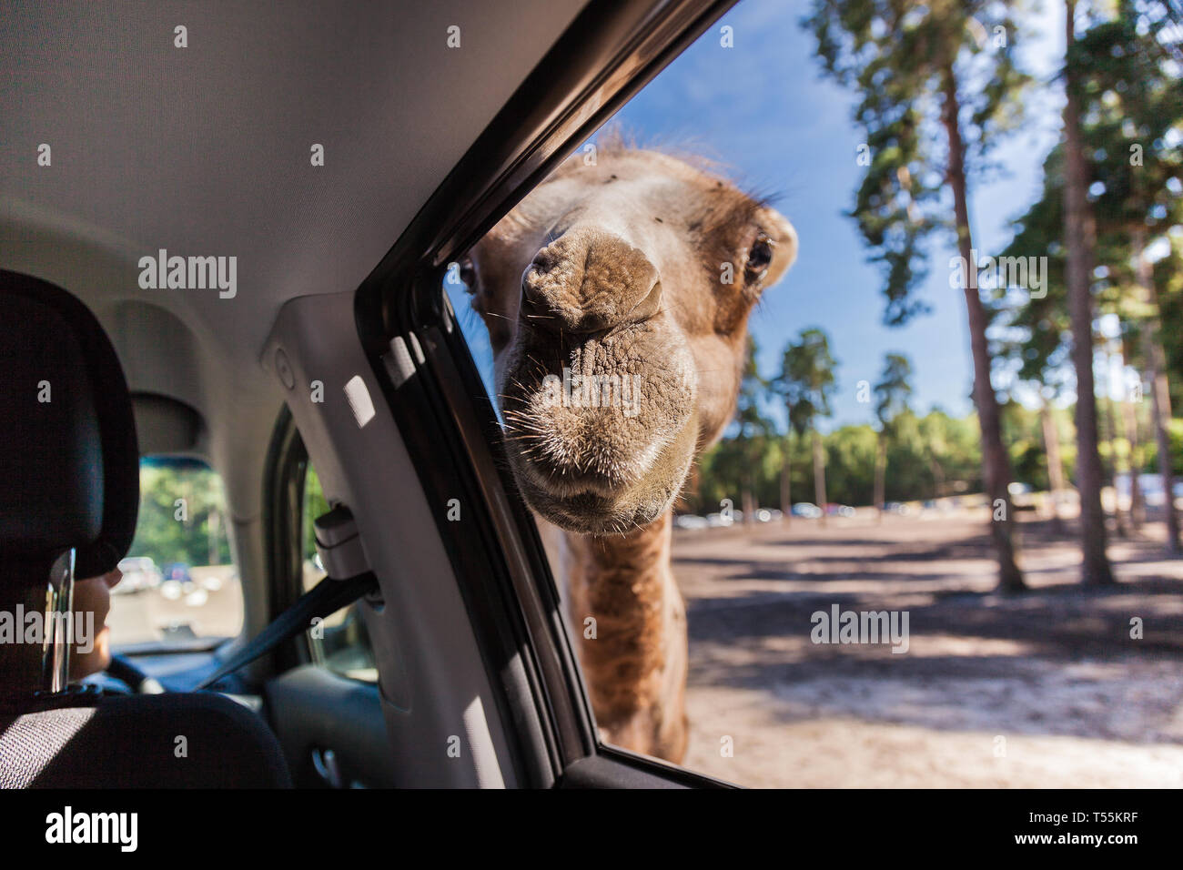 Camel car hi-res stock photography and images - Alamy