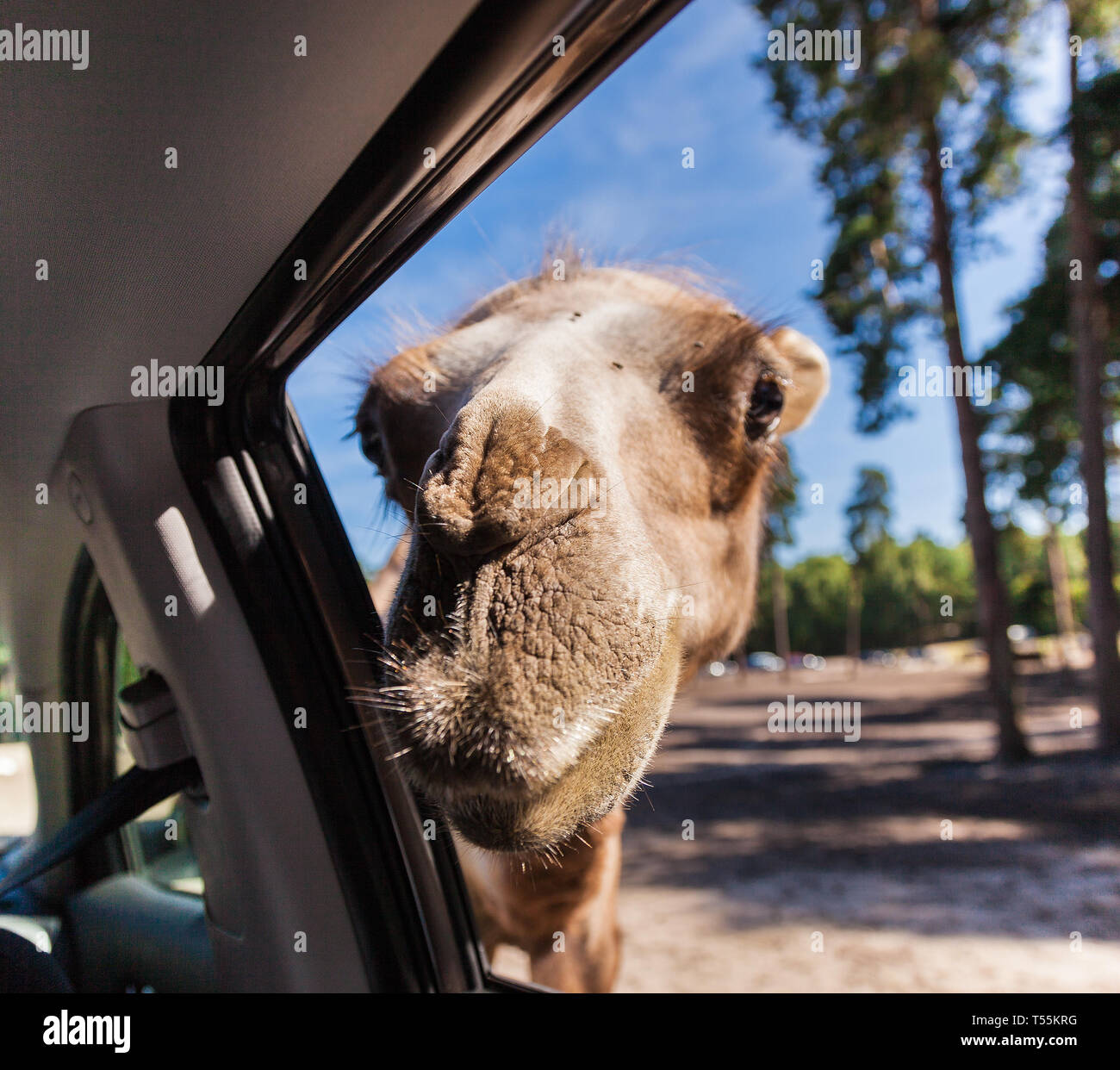Camel car hi-res stock photography and images - Alamy