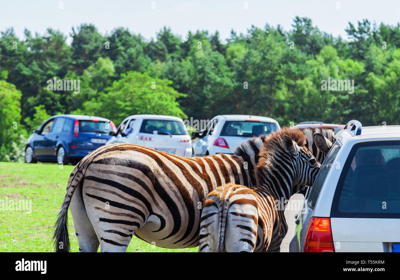 Mother - and baby - Zebra on a car Stock Photo - Alamy