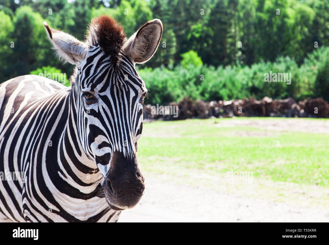 Zebra neck hi-res stock photography and images - Alamy