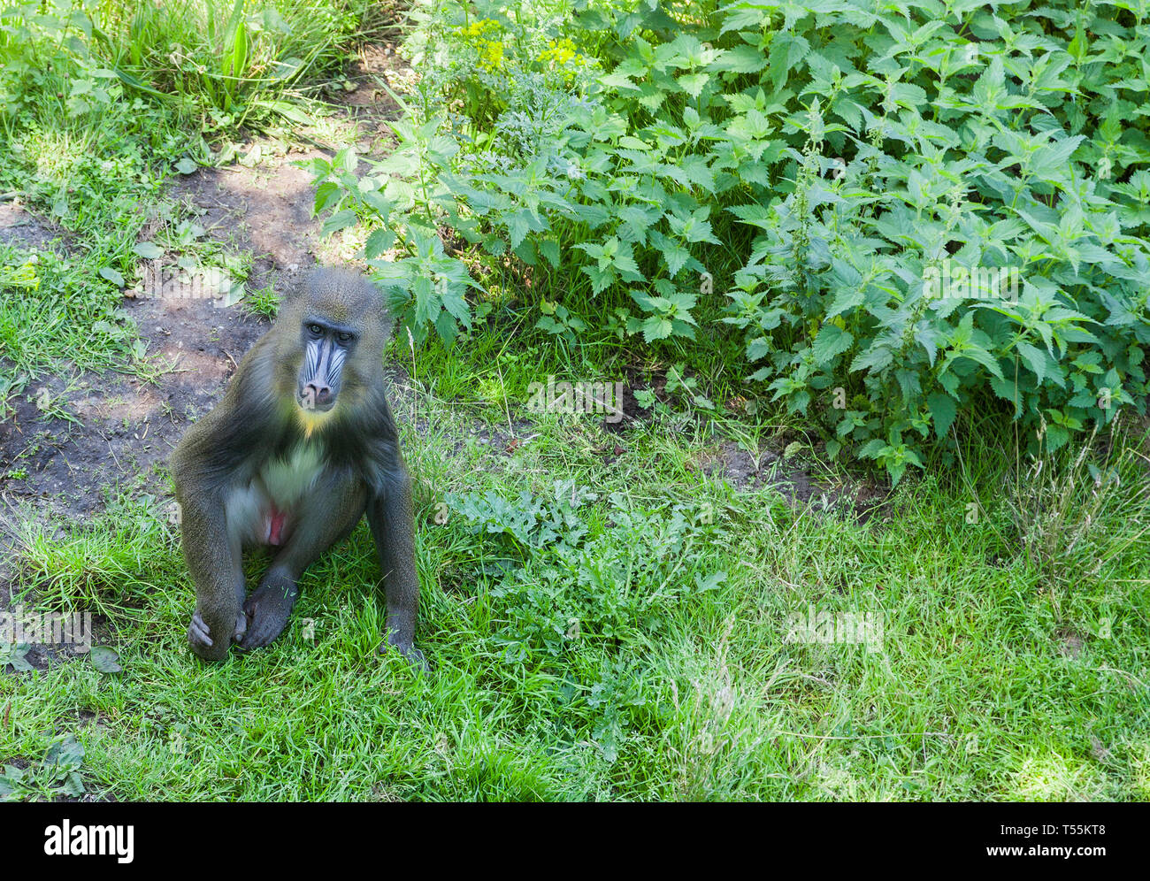 Black and white baboon hi-res stock photography and images - Alamy