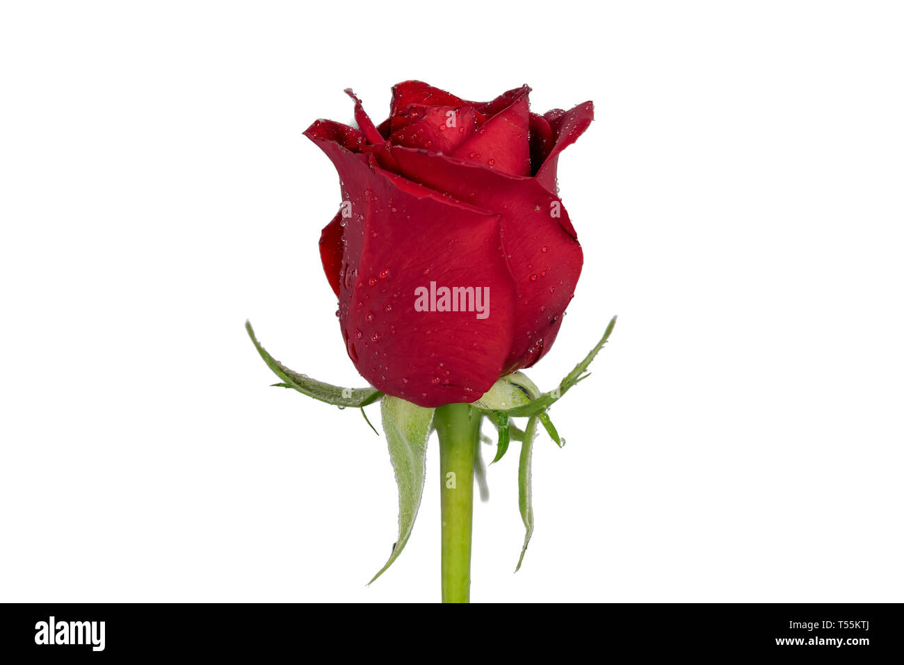 Closeup focus stacked shot of an isolated red rose isolated on white ...