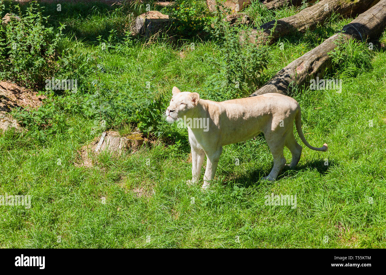 White lion with blue eyes hi-res stock photography and images - Alamy