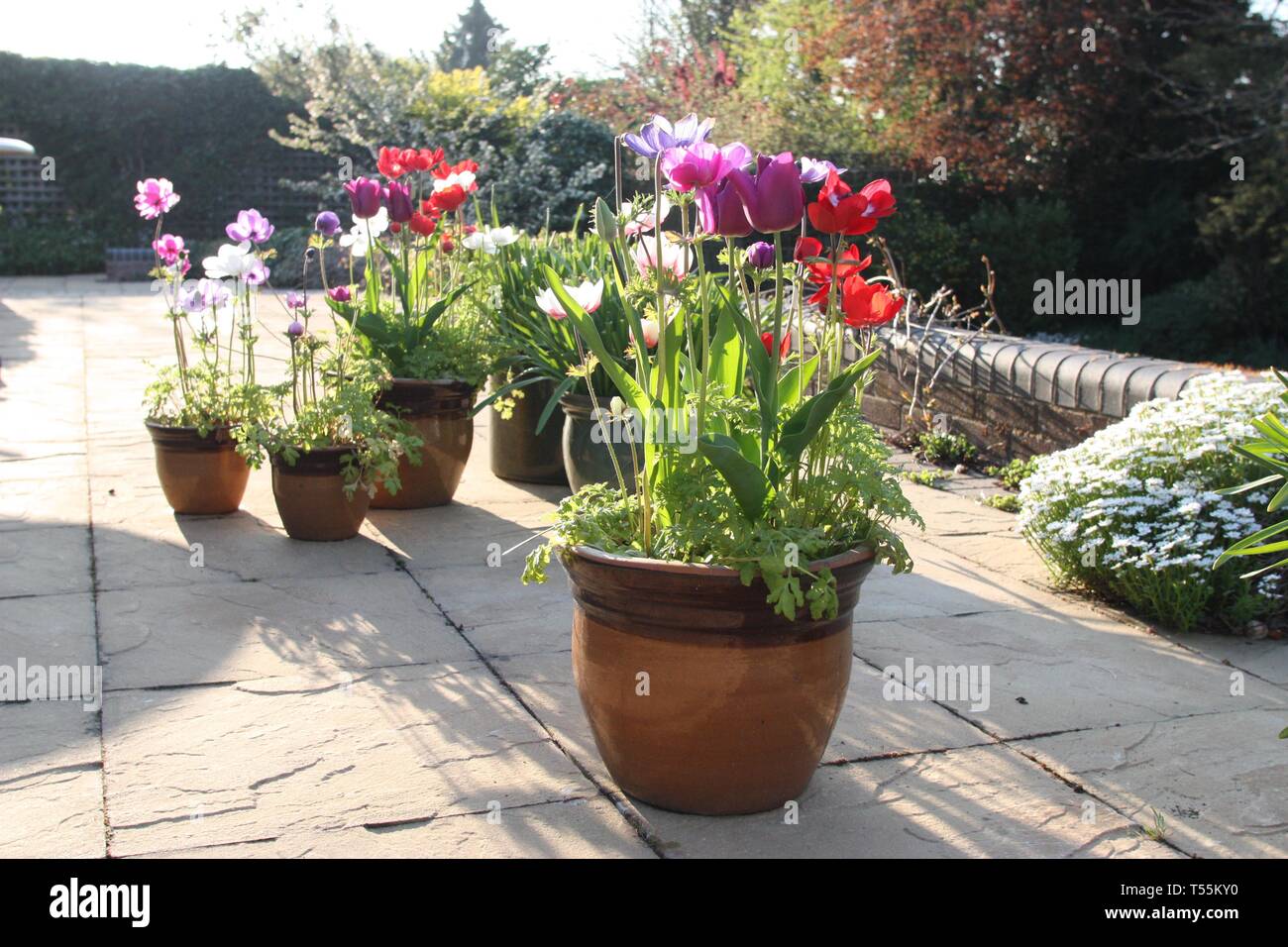 Spring garden pots on the patio with anemone flowers Stock Photo - Alamy