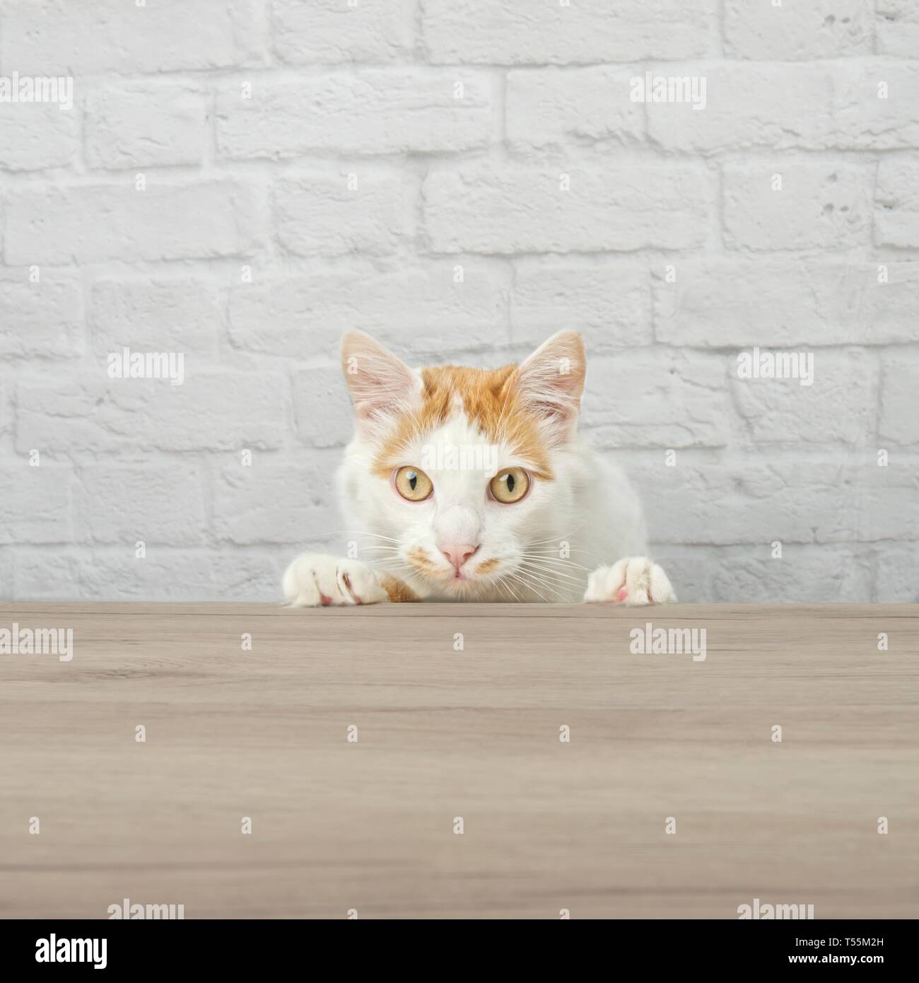 Cat Searching High Resolution Stock Photography and Images - Alamy
