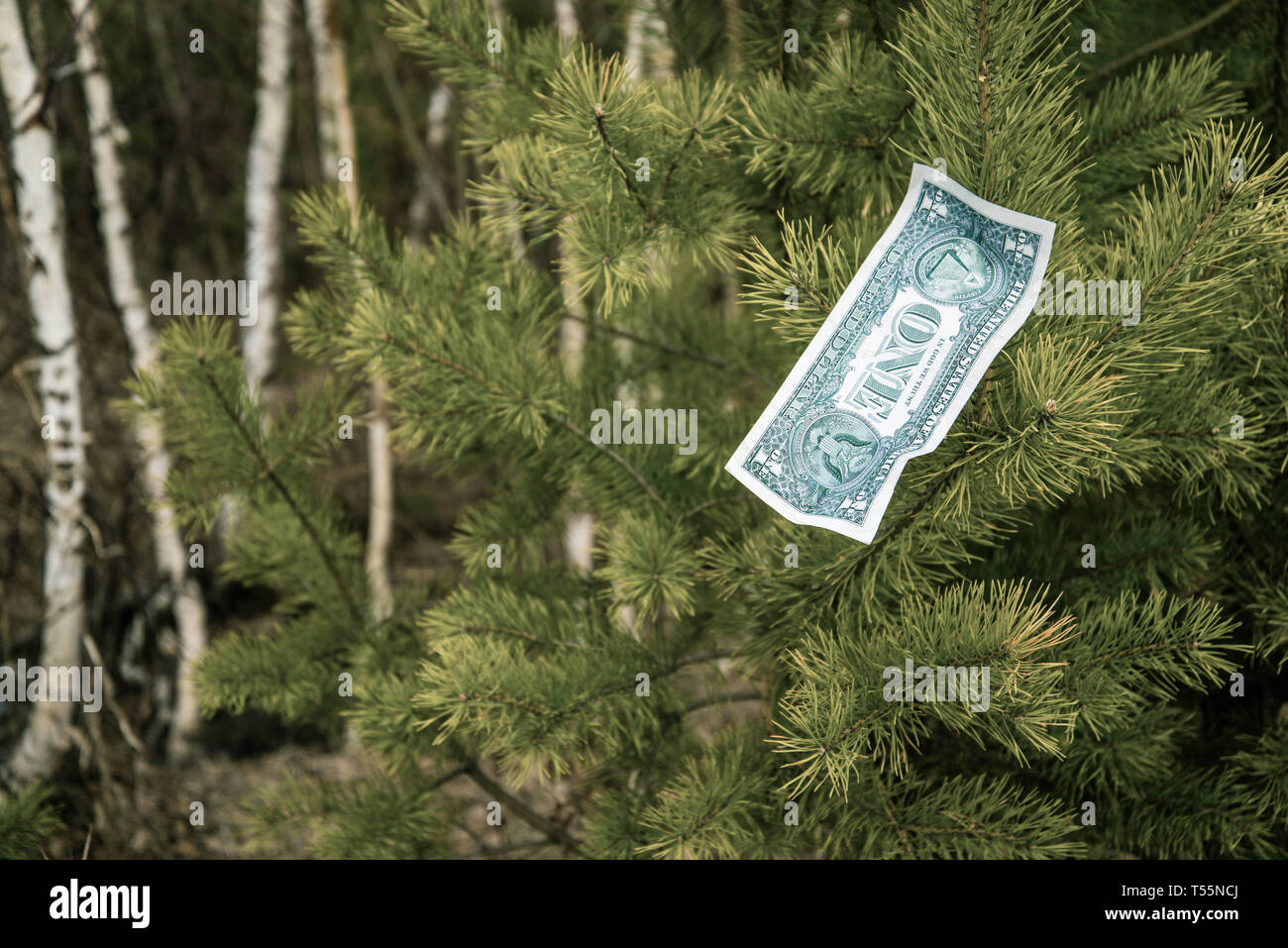 One dollar bills hang on a tree. Concept Stock Photo - Alamy