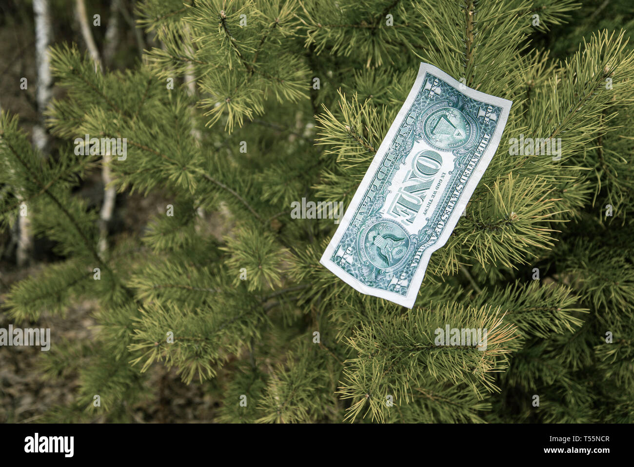 One dollar bills hang on a tree. Concept Stock Photo - Alamy