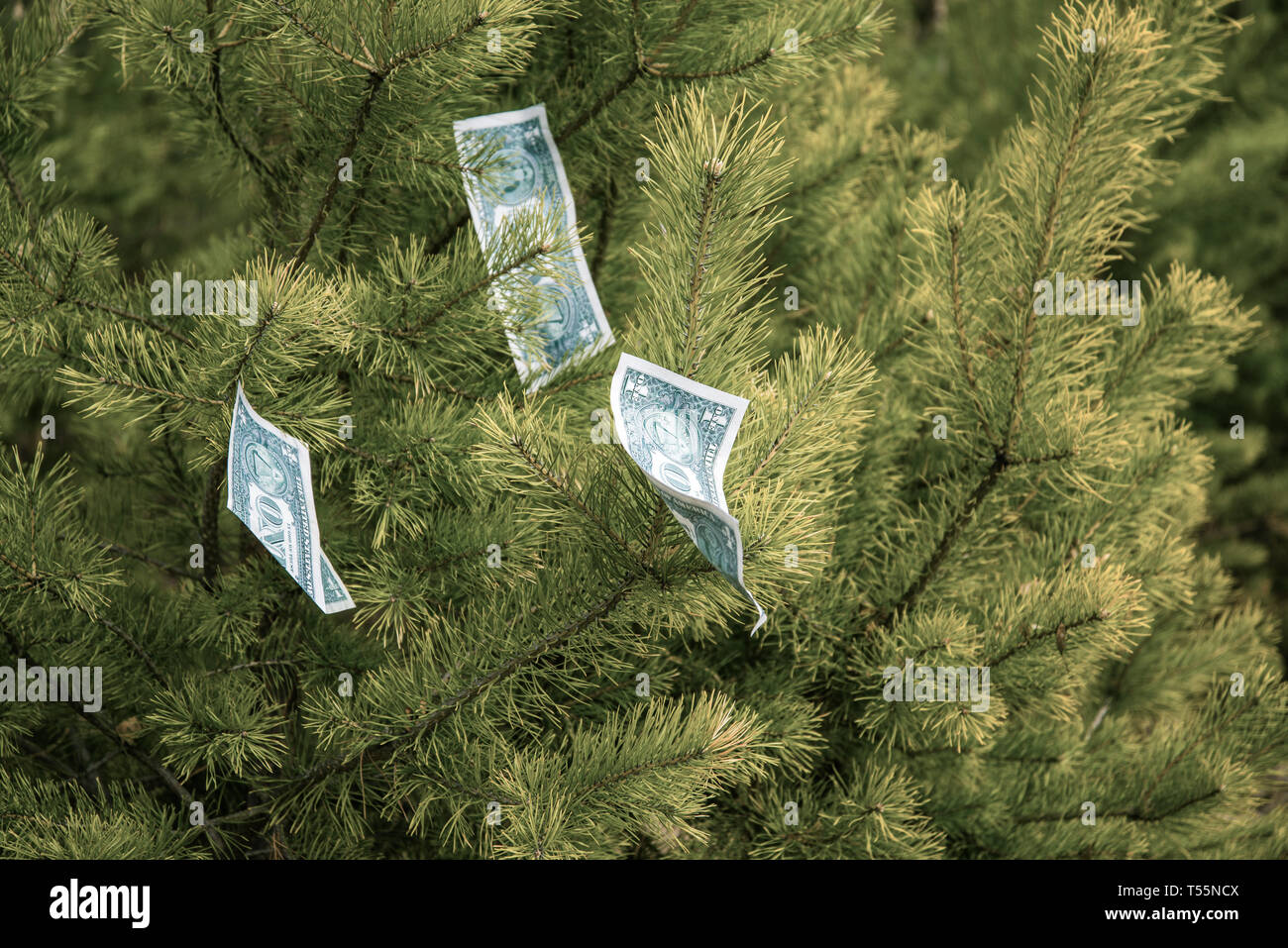 One dollar bills hang on a tree. Concept Stock Photo - Alamy