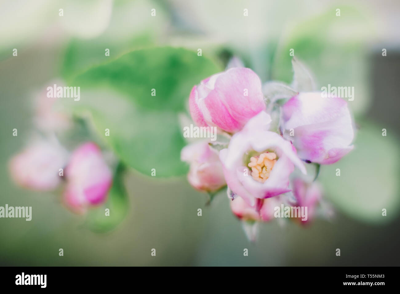 Colour image of apple blossom flower Stock Photo - Alamy
