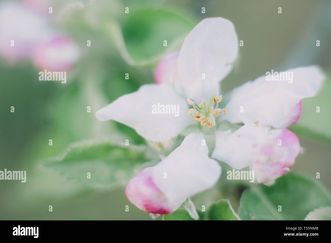 Colour image of apple blossom flower Stock Photo - Alamy