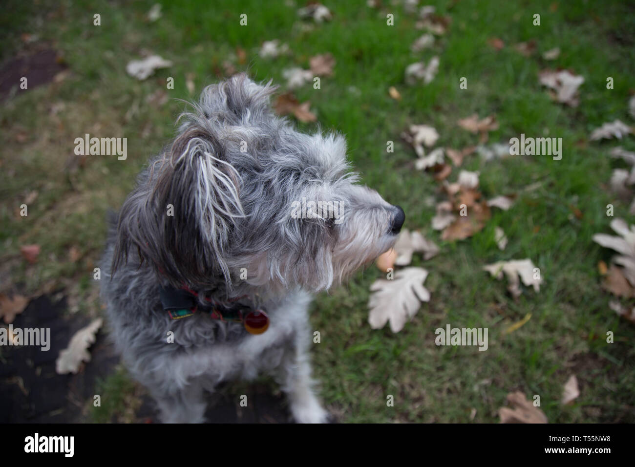 Standard Schnauzer Mix