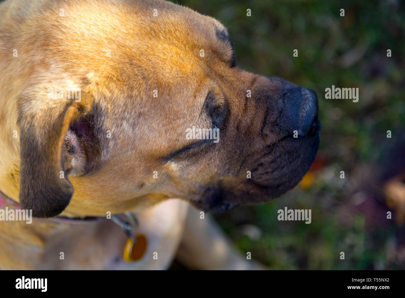 Dogs in Fall Leaves Stock Photo - Alamy