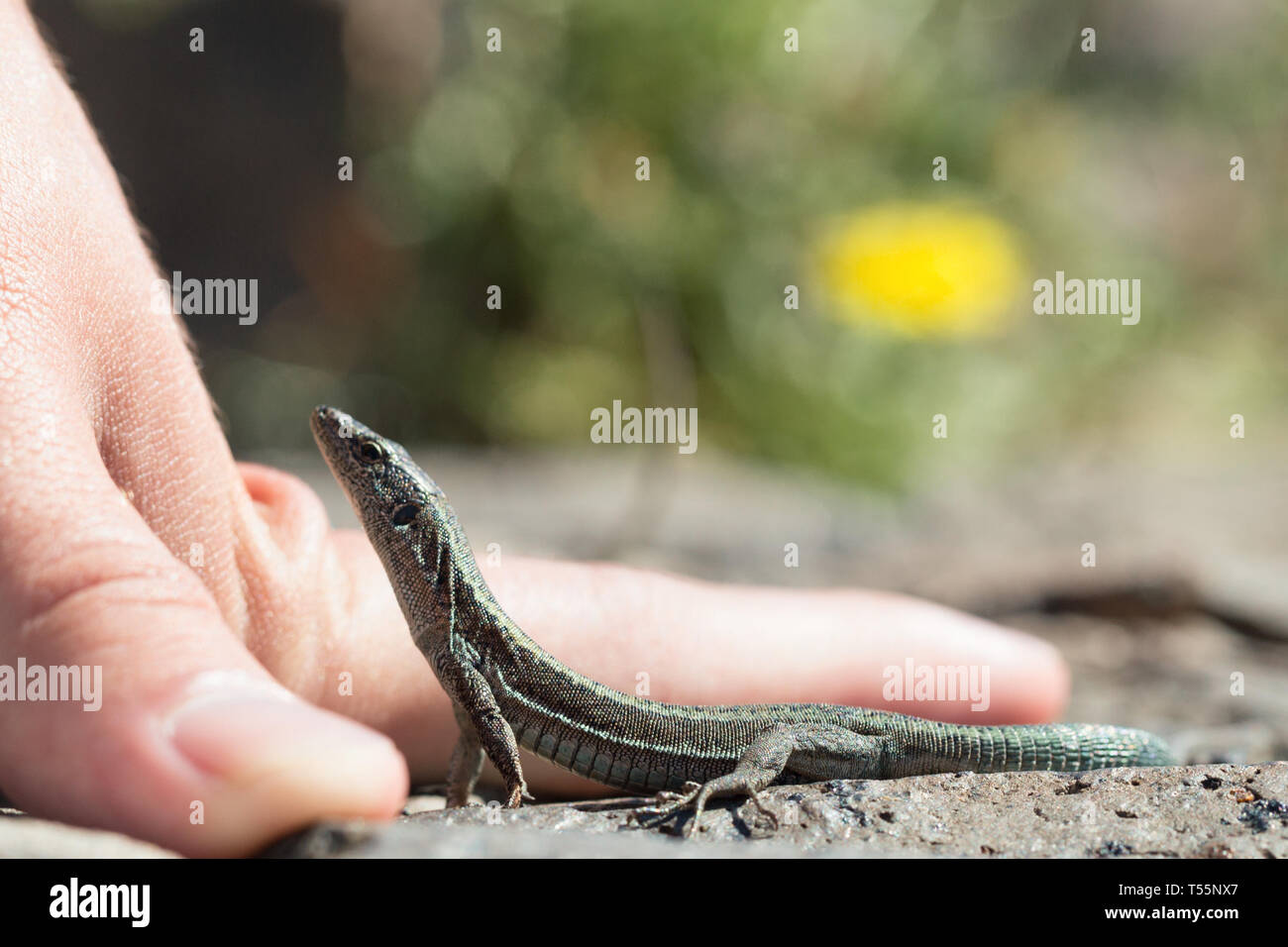 Lizard near the human palm, resting on the stones. Human hand and ...